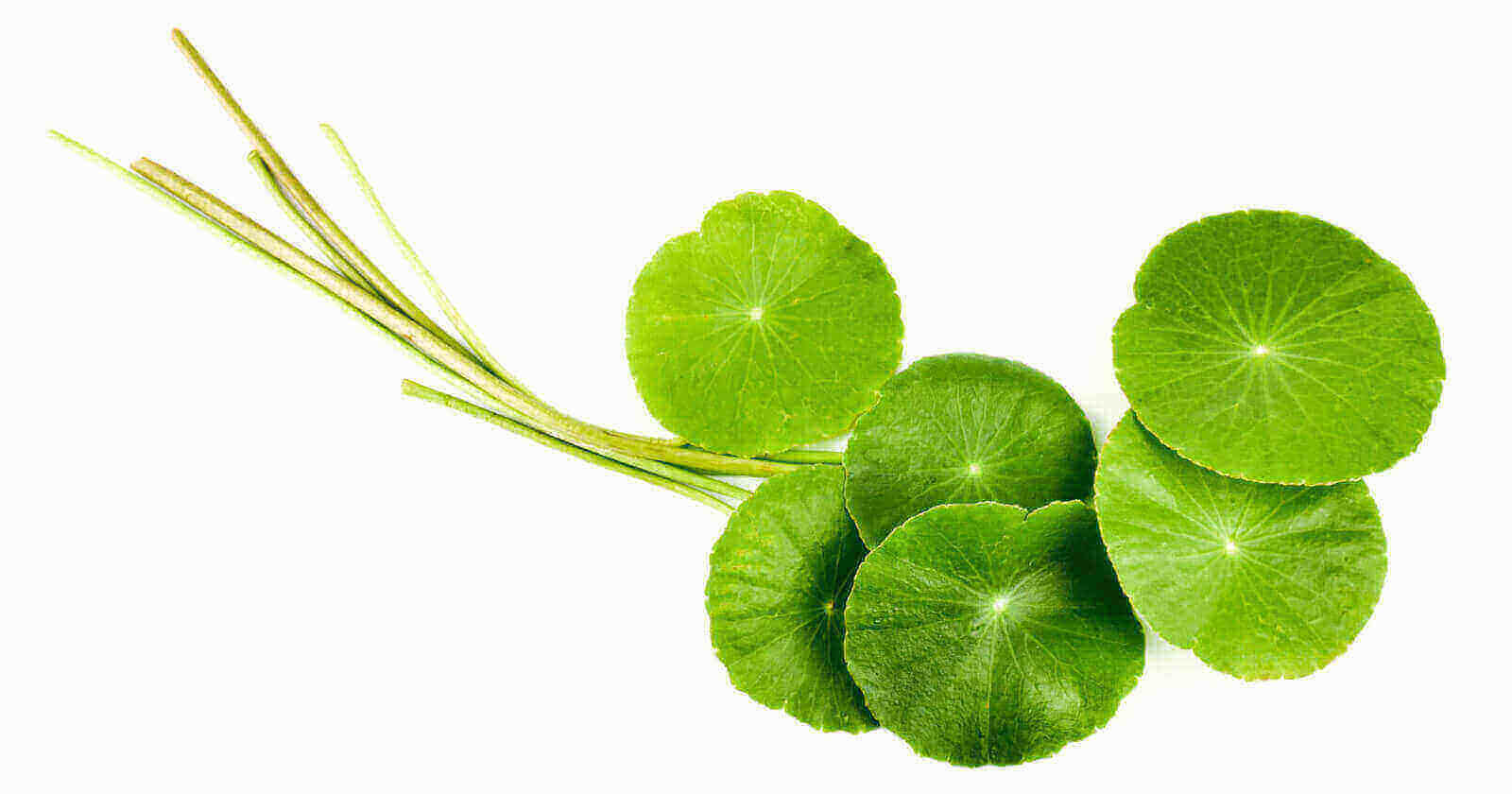 Gotu Kola: Benefits, How to Take, Side Effects & FAQs