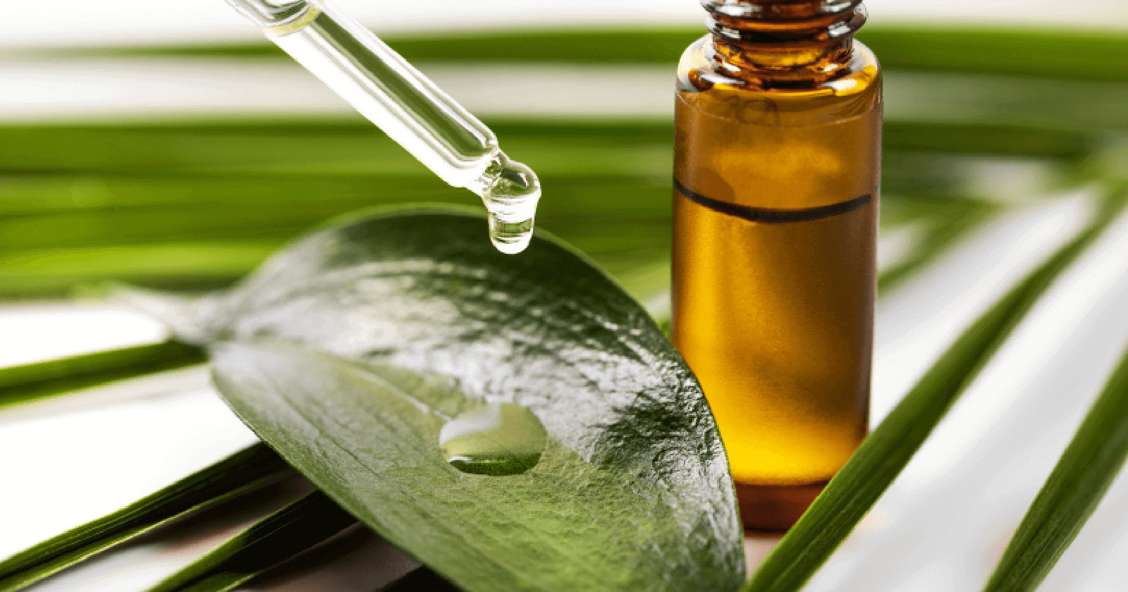 Tree tea oil: Medical Uses, How to use & side effects